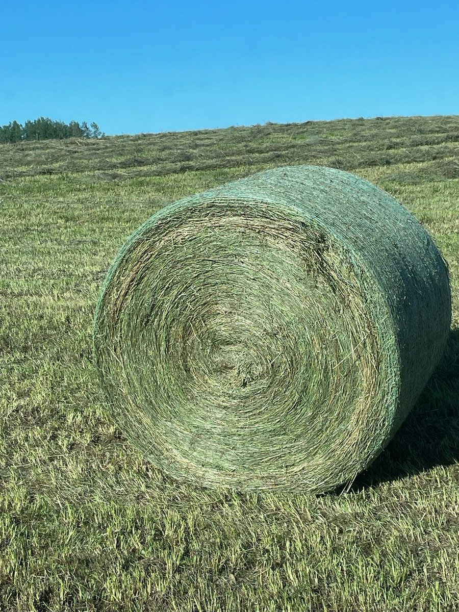 Alberta Hay and Feed Directory