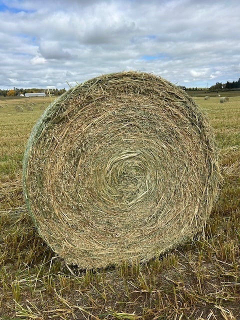 Alberta Hay and Feed Directory